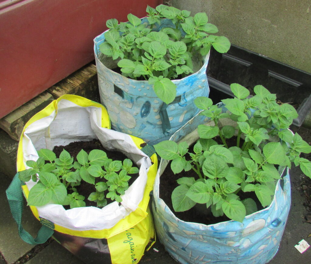 How to grow potatoes in a bucket: simple steps for success | Garden How to grow potatoes in a bucket: simple steps for success | Garden